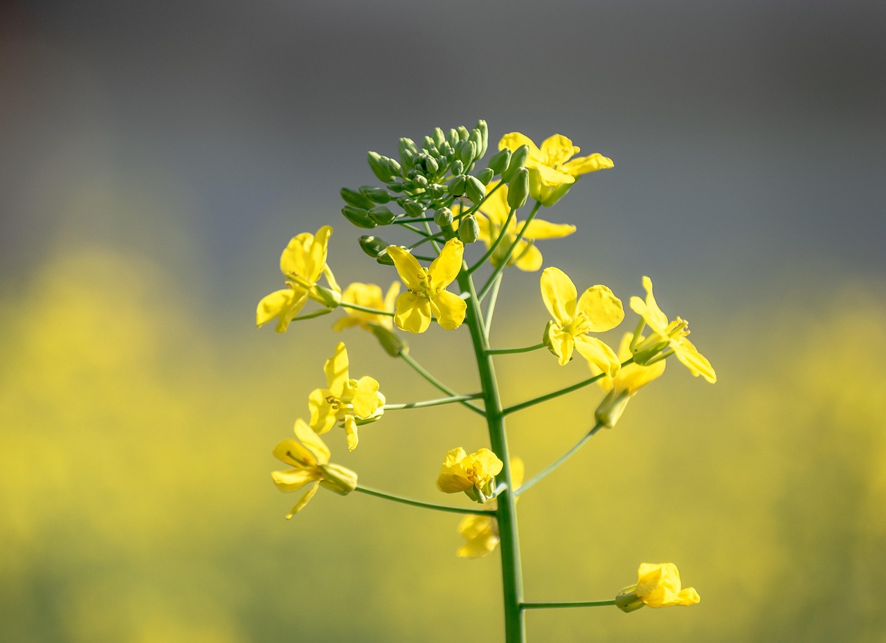 Mustard Flower Wallpaper