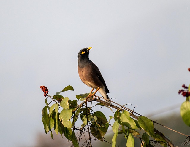 Bird Myna Common Indian - Free photo on Pixabay - Pixabay