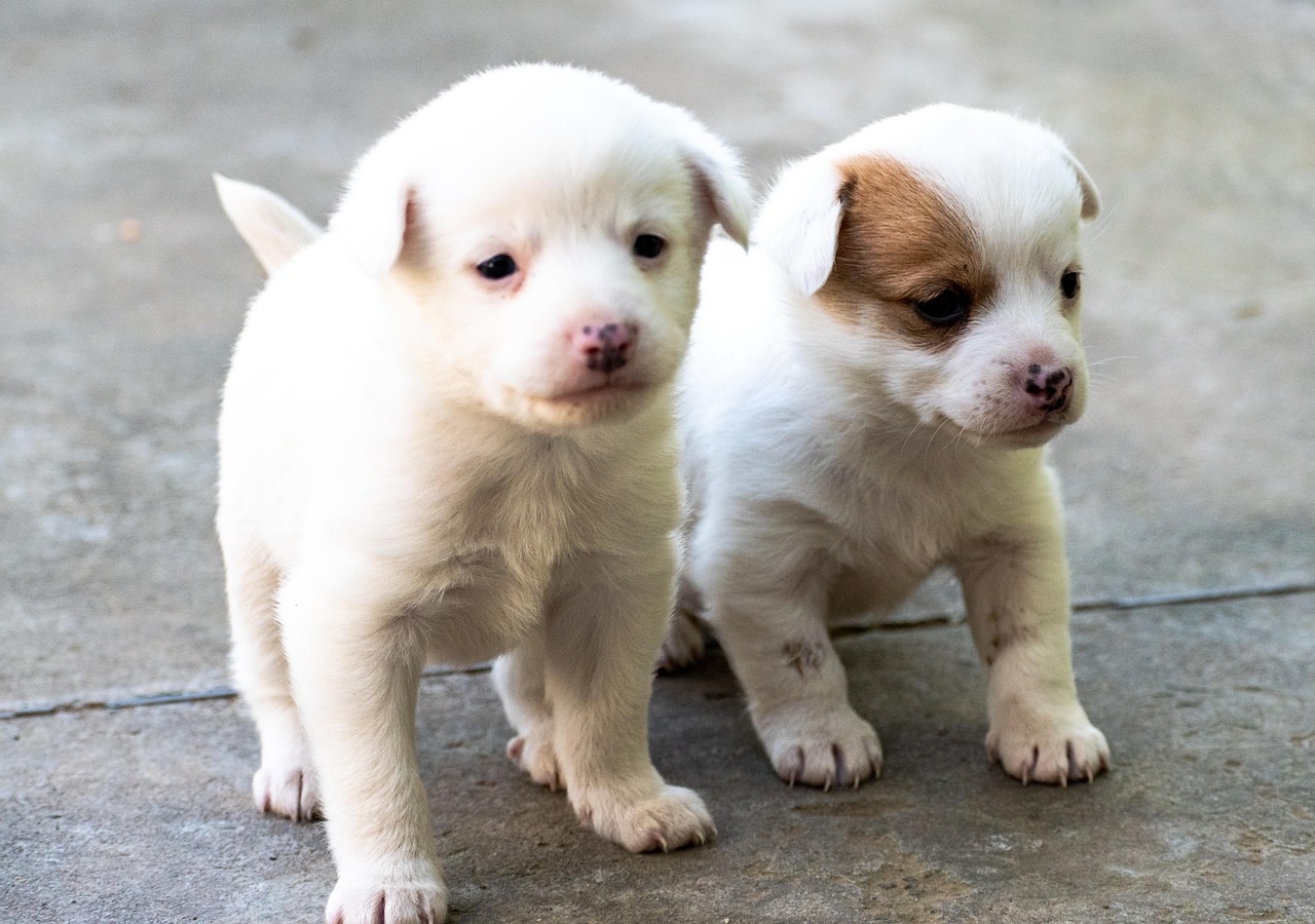 Puppies Cute Adorable - Free photo on Pixabay - Pixabay