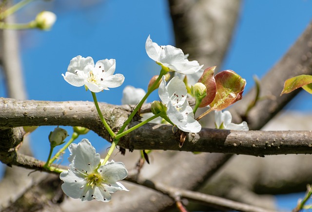Flor De Pera Peral - Foto gratis en Pixabay - Pixabay