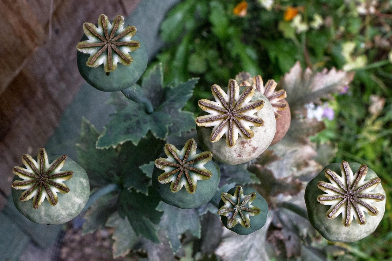 Bunga Poppy Tanaman Benih Kepala - Foto gratis di Pixabay - Pixabay