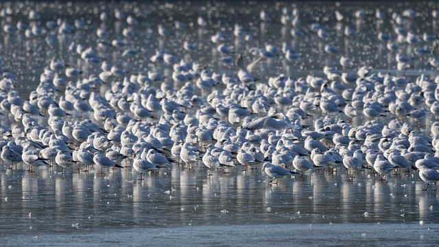 Birds Gulls Ornithology - Free photo on Pixabay