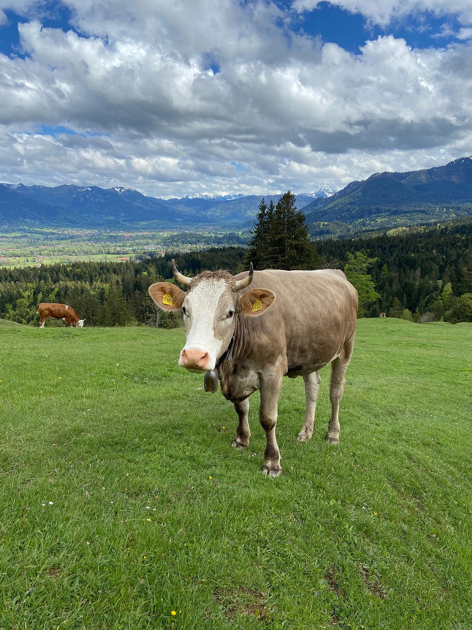 Cow Pasture Mountains - Free photo on Pixabay - Pixabay