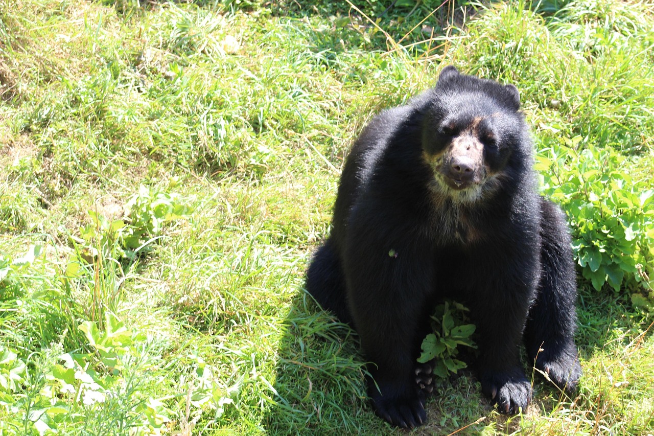 Animal Urso Mamífero - Foto gratuita no Pixabay - Pixabay