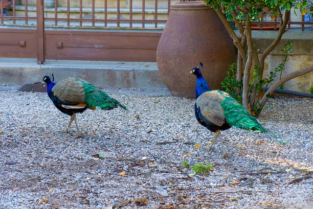 Peacock Peacocks Animal - Free photo on Pixabay - Pixabay