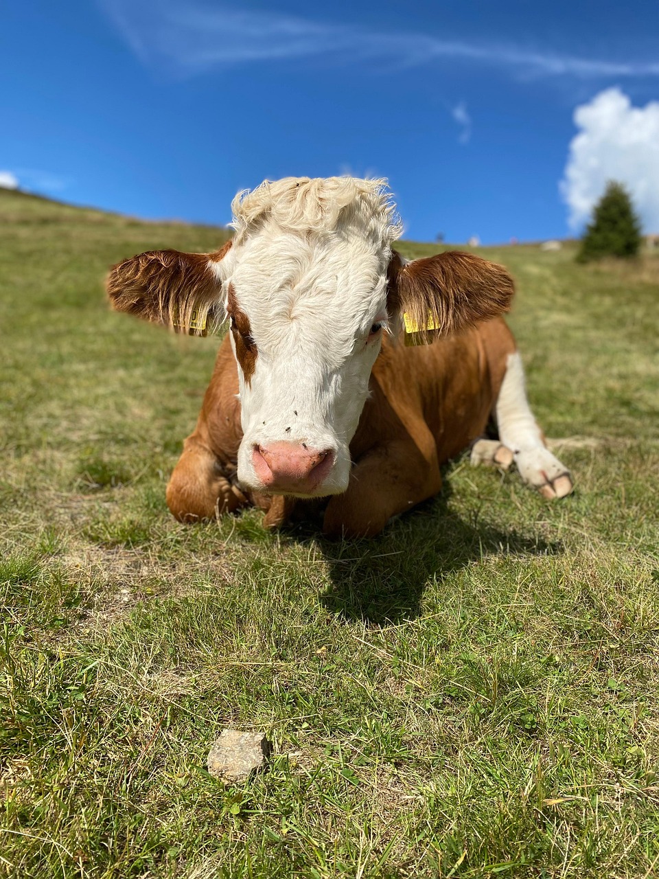Vache Montagnes La Nature - Photo gratuite sur Pixabay - Pixabay