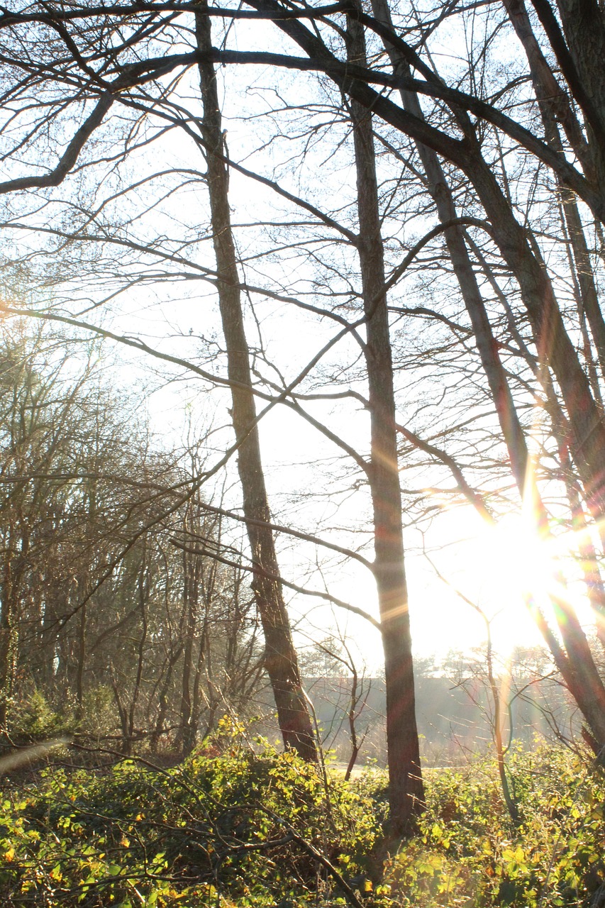 Sun Sunset Hutan - Foto gratis di Pixabay - Pixabay