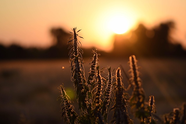 Weed Sunset Nature - Free photo on Pixabay
