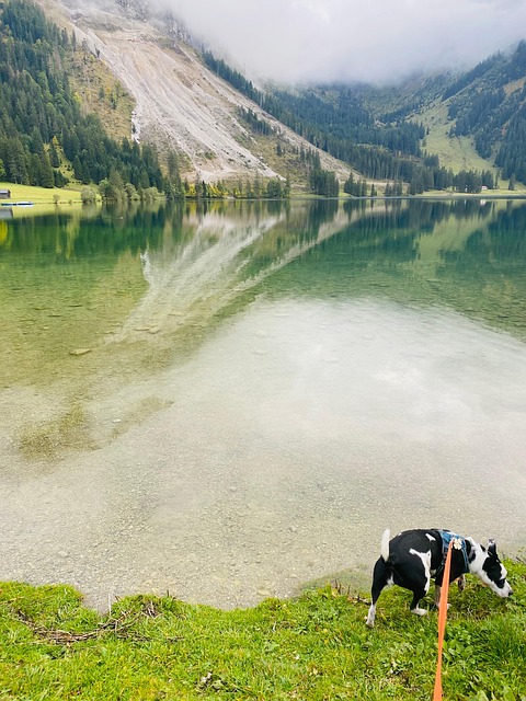 Chien Lac Montagnes - Photo gratuite sur Pixabay - Pixabay
