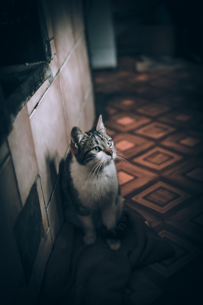 Animal Cat Mammal - Free photo on Pixabay - Pixabay
