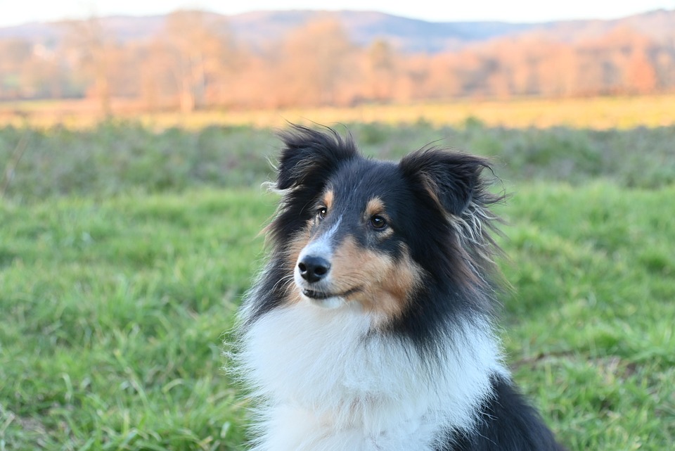 Animal Dog Mammal - Free photo on Pixabay