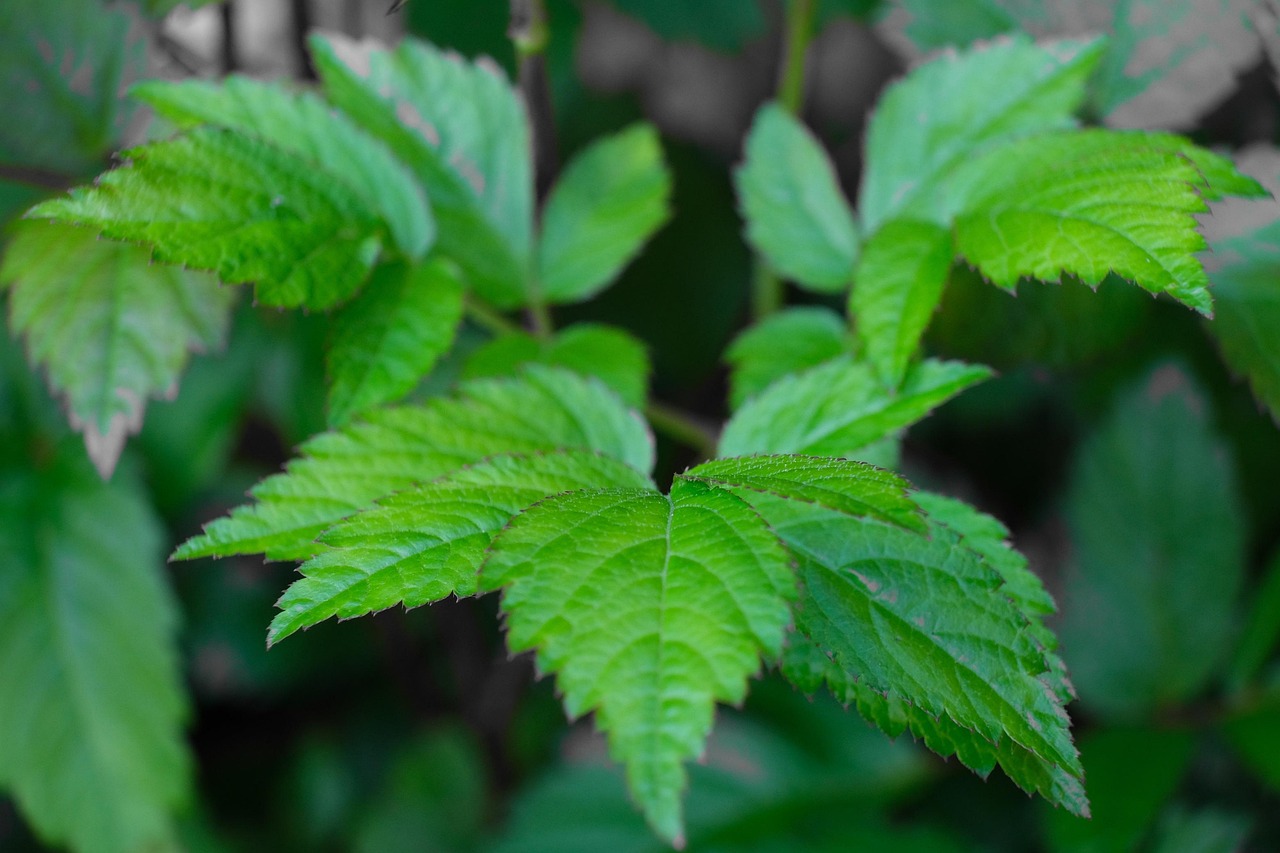 Leaf Foliage Plant - Free photo on Pixabay - Pixabay