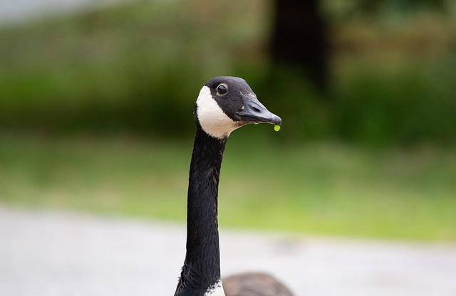 Bird Canada Goose Ornithology - Free photo on Pixabay