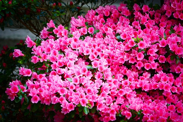 Pink Bunga Tempat Tidur - Foto gratis di Pixabay