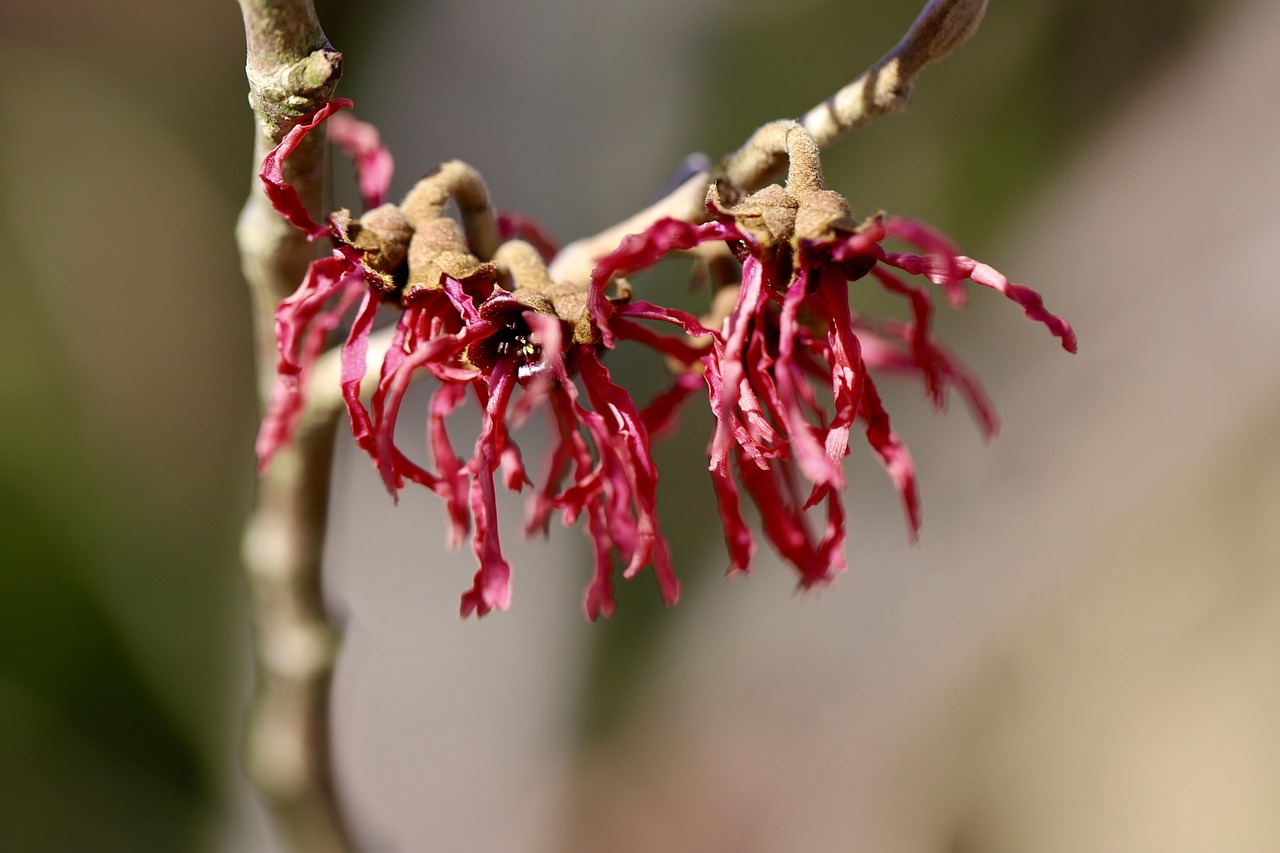 Mais de 100.000 imagens grátis de Hamamelis Leaves e Natureza - Pixabay