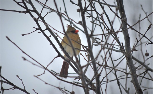 Bird Northern Cardinal Ornithology - Free photo on Pixabay