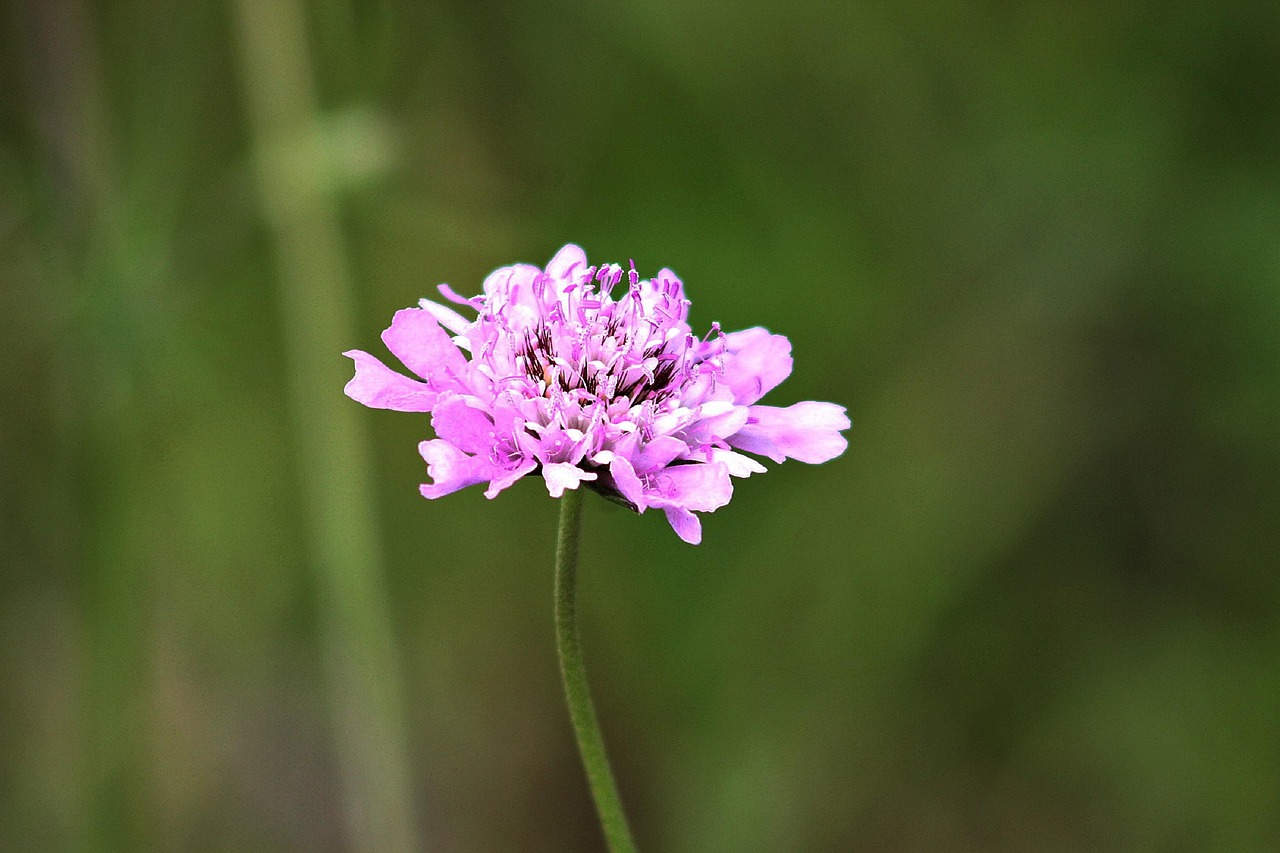Fleur Plantes Nature En Plein - Photo gratuite sur Pixabay - Pixabay