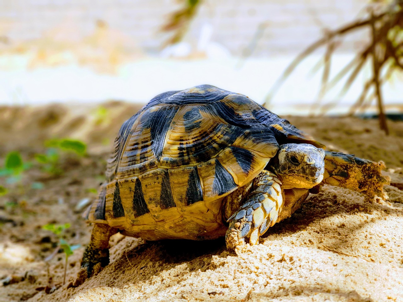 Turtle Animal Nature - Free photo on Pixabay - Pixabay