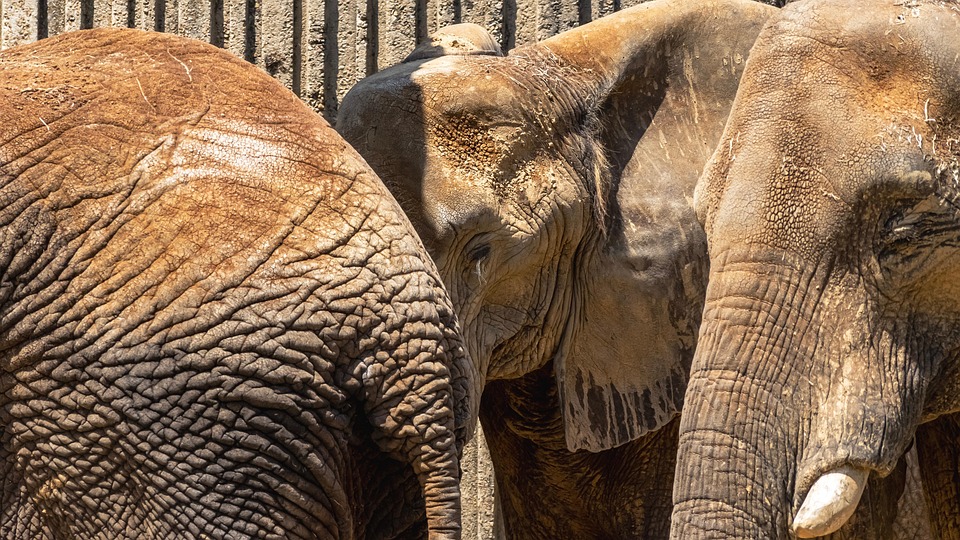 Animal Elefantes Mamífero - Foto gratis en Pixabay - Pixabay