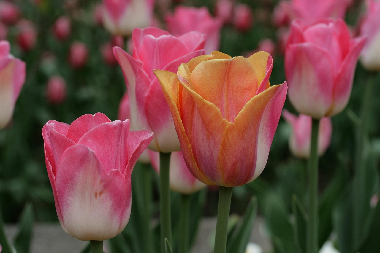 Flores Tulipanes Primavera - Foto gratis en Pixabay - Pixabay