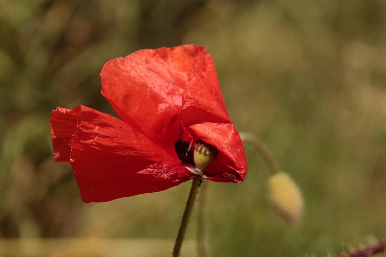 Flower Spring Corn Poppy - Free photo on Pixabay - Pixabay