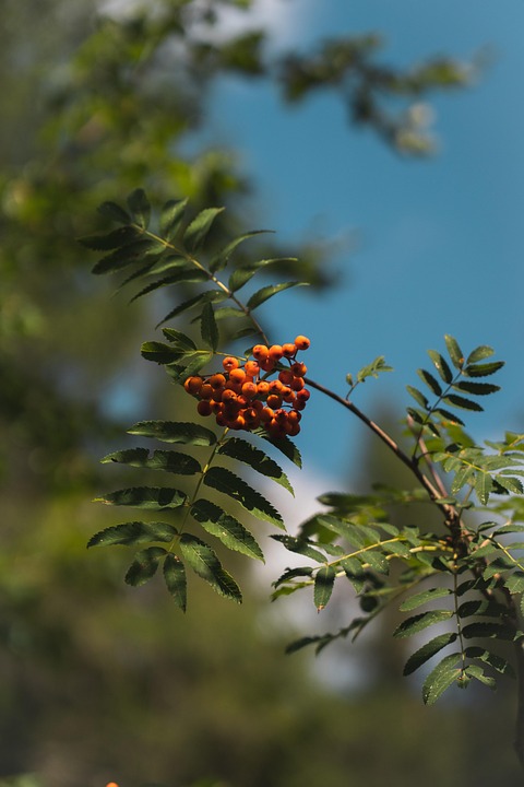 Rowanberries Fruit Tree - Free photo on Pixabay