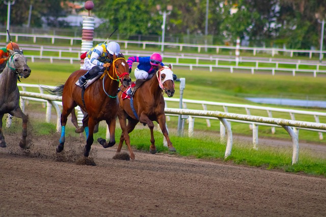 Panama Caribbean Horses - Free photo on Pixabay - Pixabay