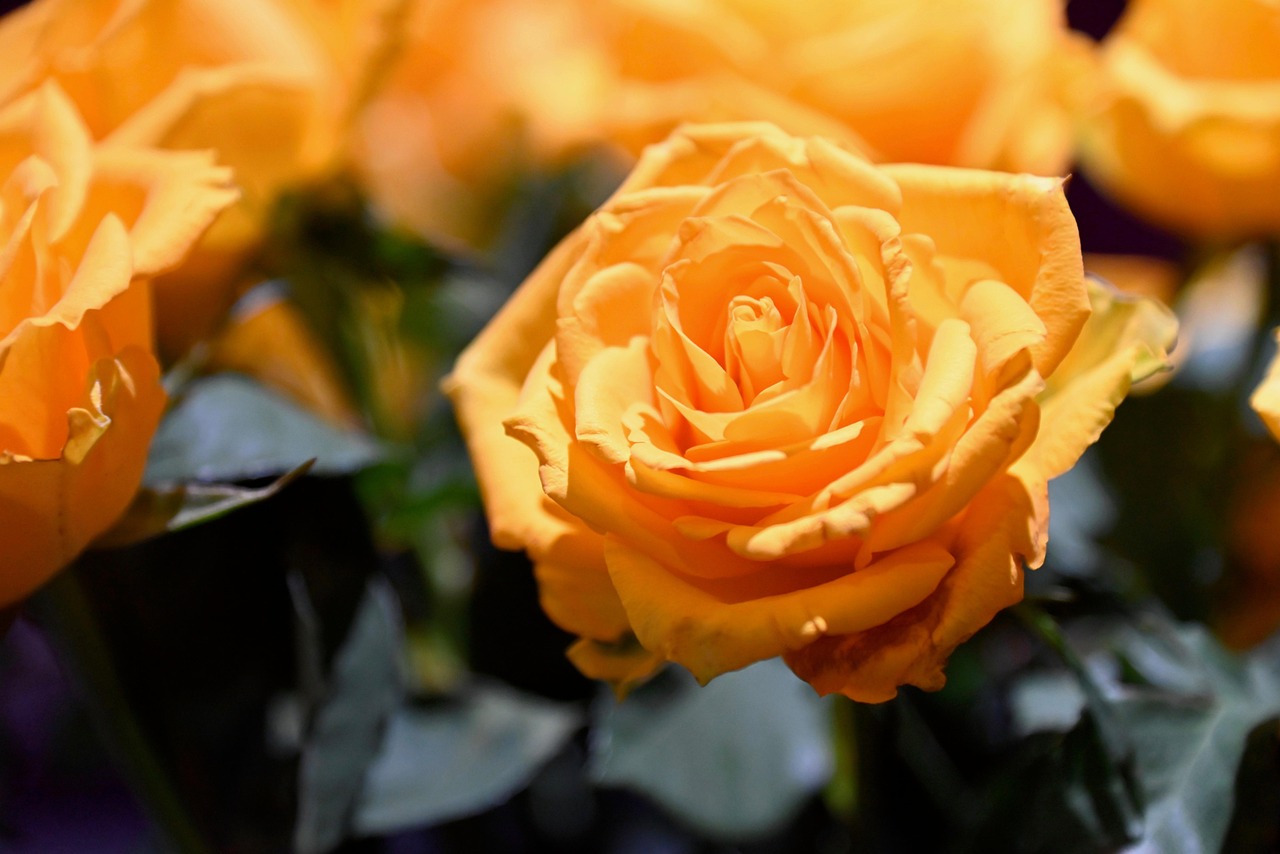 Discover and download free images - Pixabay