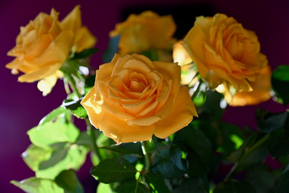 Bouquet Of Roses Flowers Prickly - Free photo on Pixabay