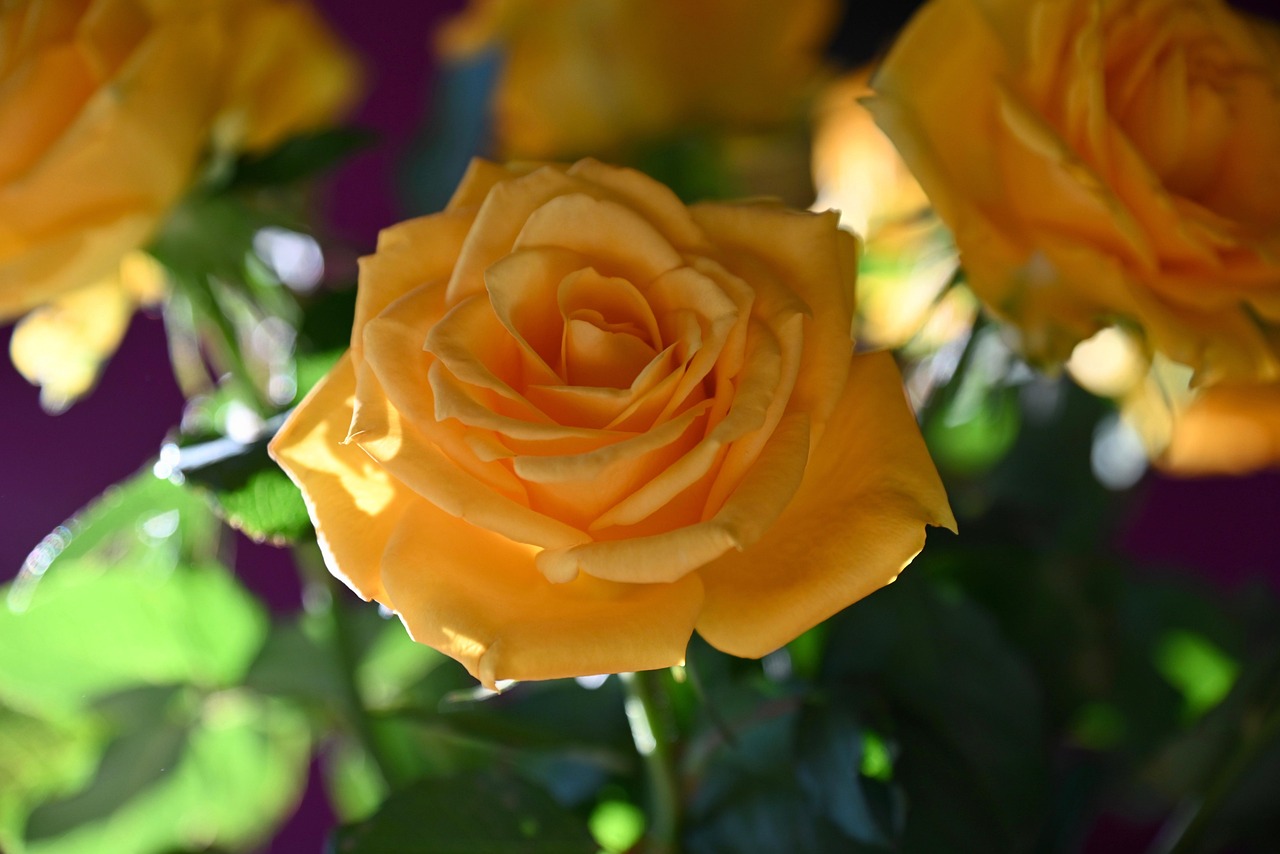 Orange Yellow Rose Flower Flora - Free photo on Pixabay - Pixabay