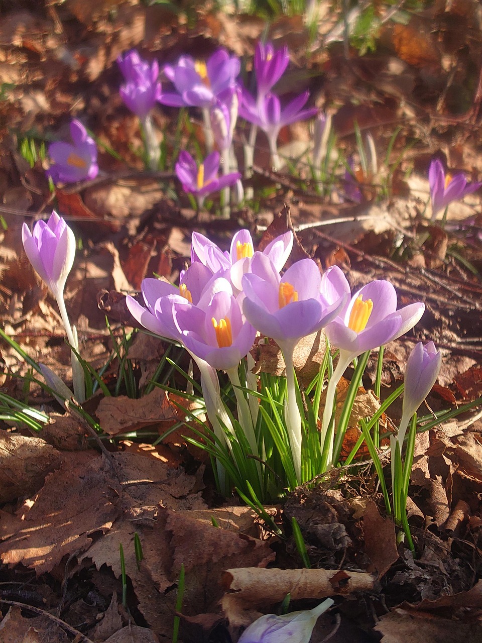 Natureza Primavera Flores Gotas De - Foto gratuita no Pixabay