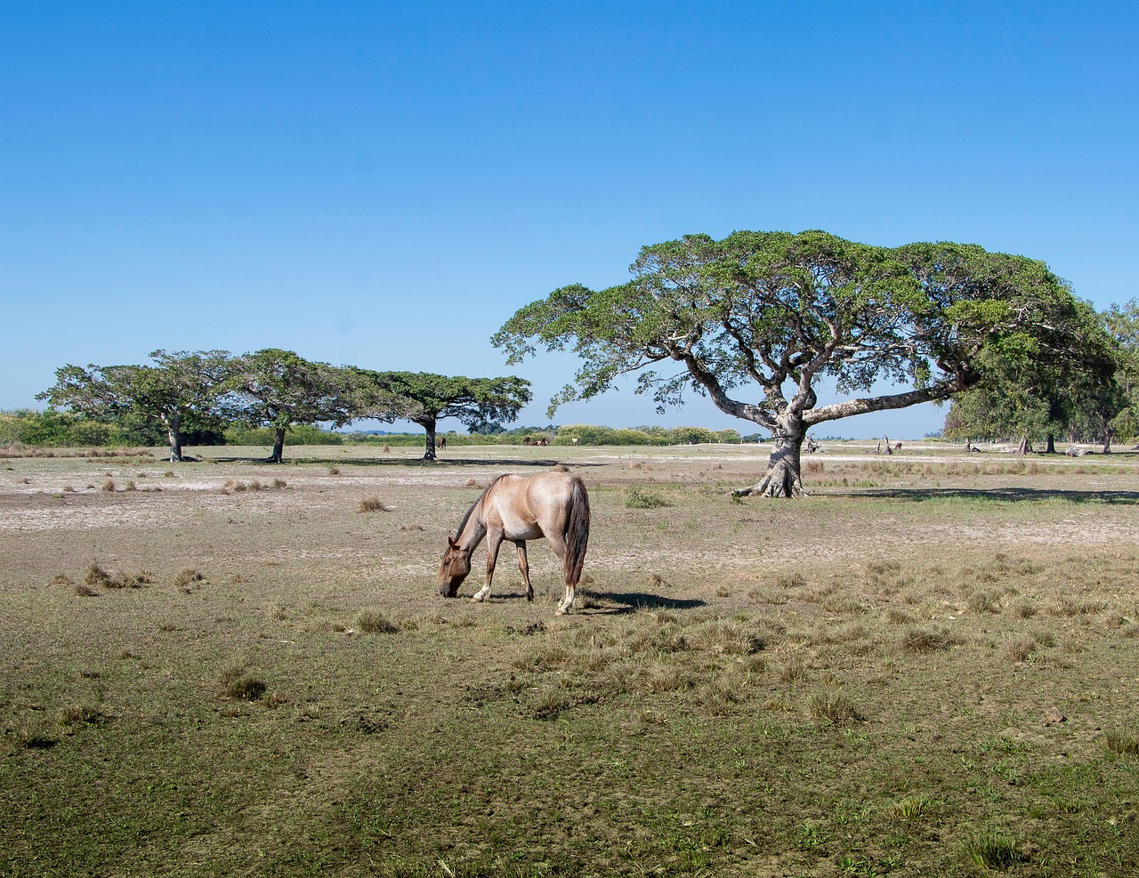 Cheval Arbre Sur Le Terrain - Photo gratuite sur Pixabay - Pixabay