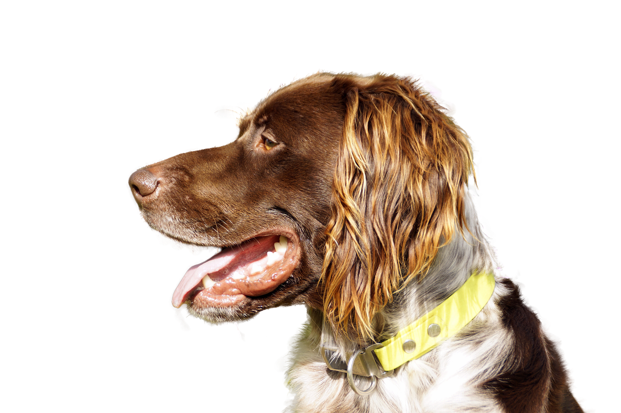 Cachorro Isolado Animal Doméstico - Imagens grátis no Pixabay - Pixabay