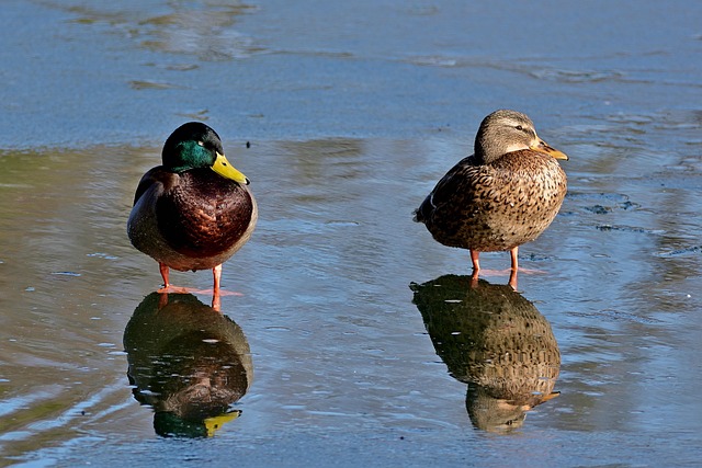 Pato Real Patos Helado - Foto gratis en Pixabay