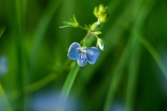 Bunga Rumput Musim Panas - Foto gratis di Pixabay - Pixabay