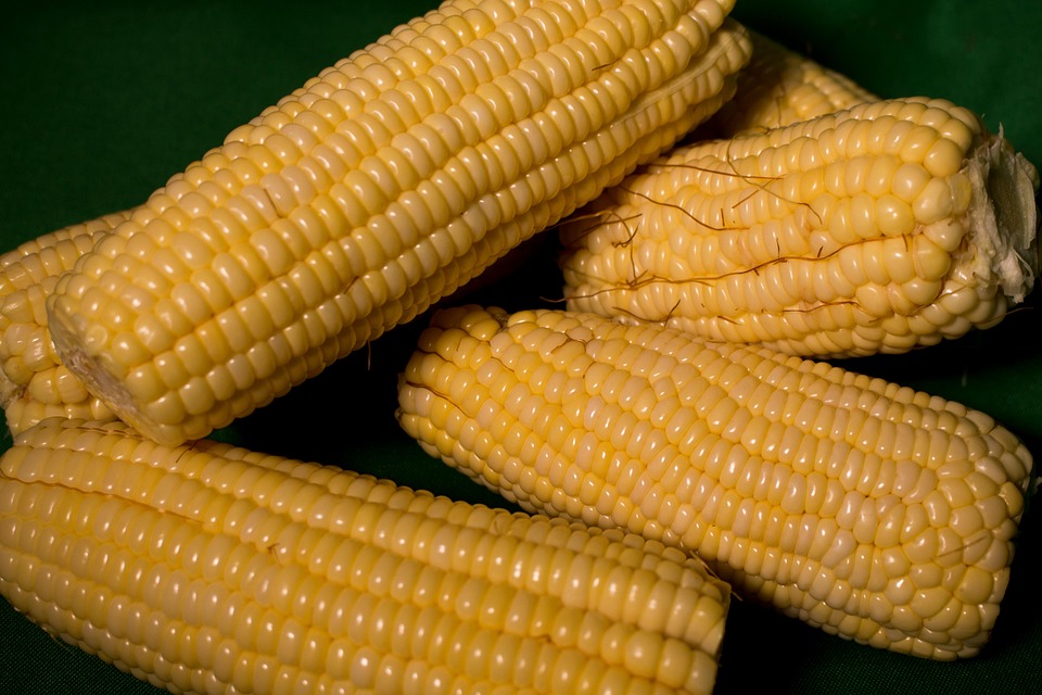 Corn Vegetables Grains - Free photo on Pixabay - Pixabay