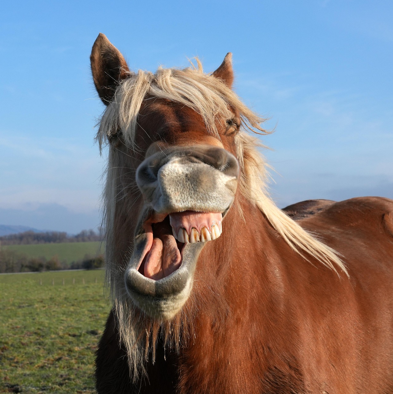 Plus de 100 photos gratuites de Grimace et de Portrait - Pixabay