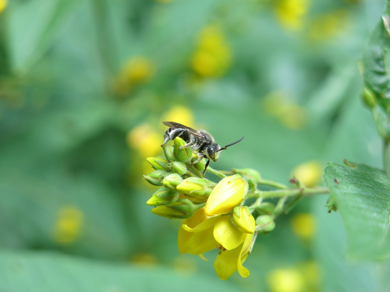 Insecto Abeja Entomología - Foto gratis en Pixabay - Pixabay
