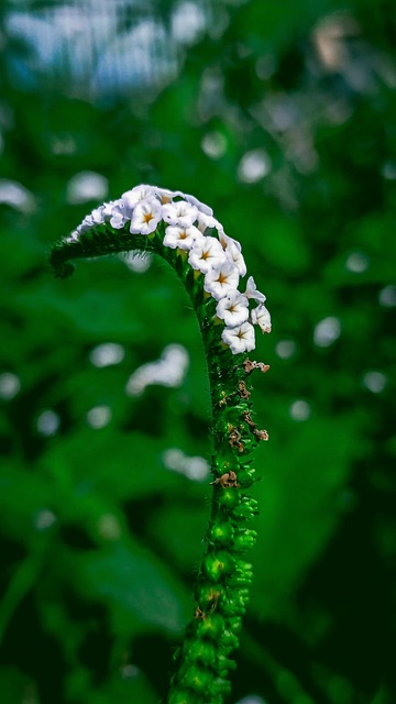 Indian Heliotrope Turnsole - Free photo on Pixabay - Pixabay