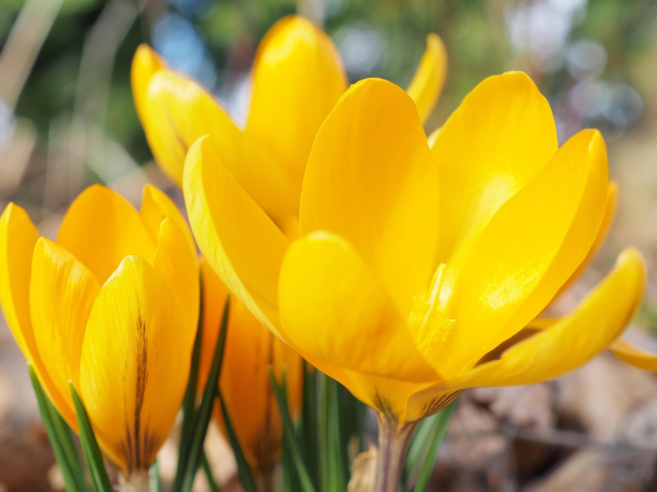 Fioritura Precoce Primavera Croco - Foto gratis su Pixabay - Pixabay