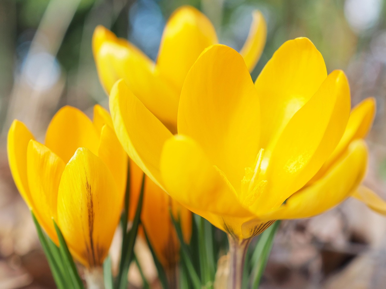 Flower Crocus Bloom - Free photo on Pixabay