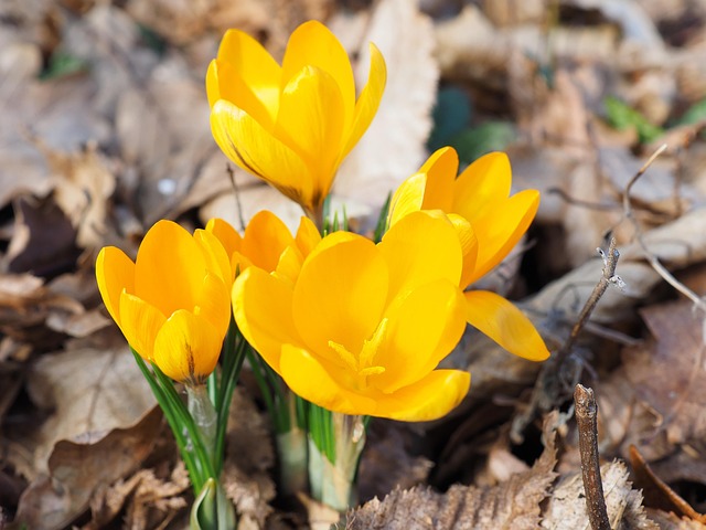 Fiore Croco Bloom - Foto gratis su Pixabay - Pixabay