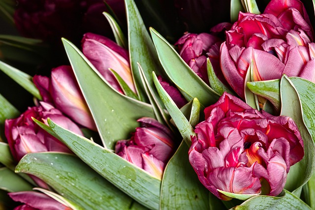 Flower Bunch Of Flowers Ostrich - Free photo on Pixabay