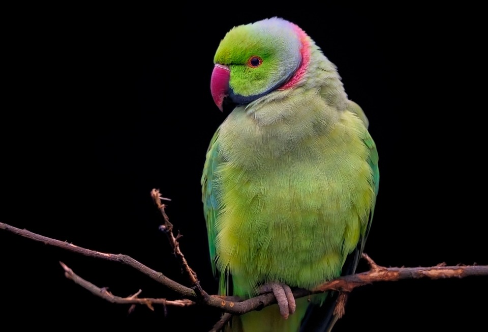 Oiseau Perroquet Perruche - Photo gratuite sur Pixabay