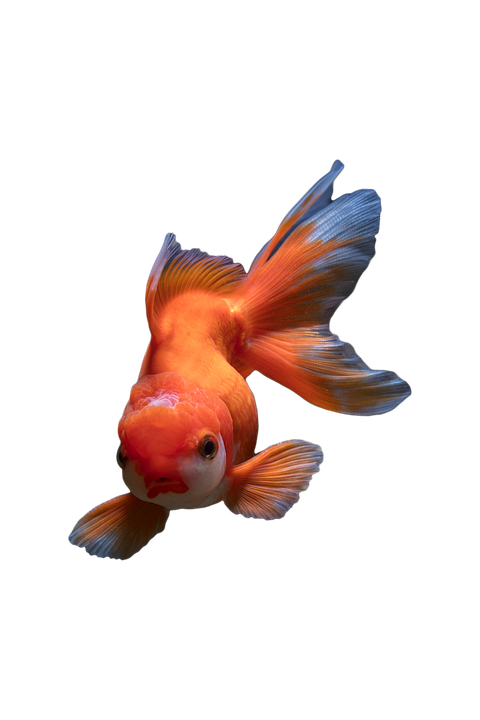 Fish Png - Free photo on Pixabay - Pixabay