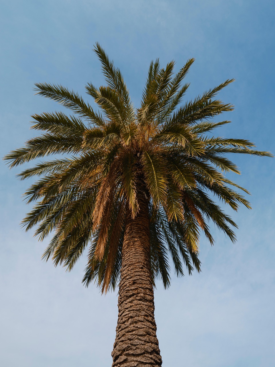 Palm Tree Tropical - Free photo on Pixabay - Pixabay