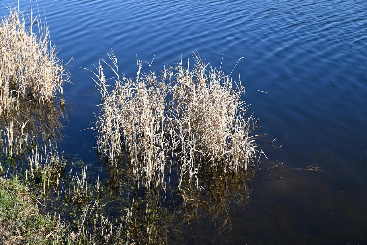 Aquatic Plants Dry Up Water - Free photo on Pixabay
