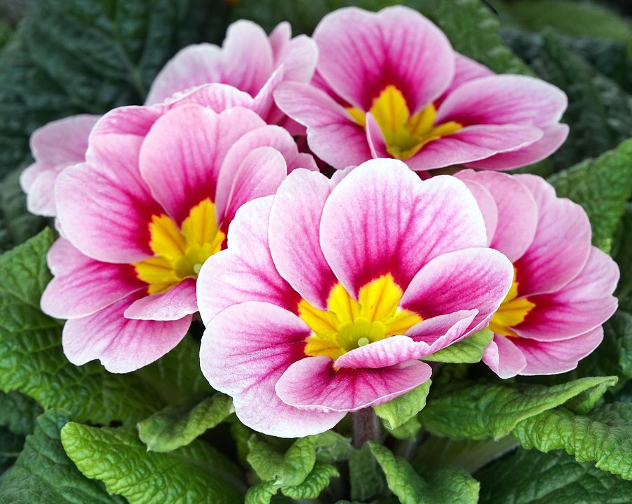 Primroses Flower Blossom Free Photo On Pixabay