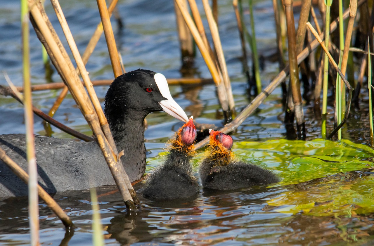 Birds Coot Family - Free photo on Pixabay - Pixabay