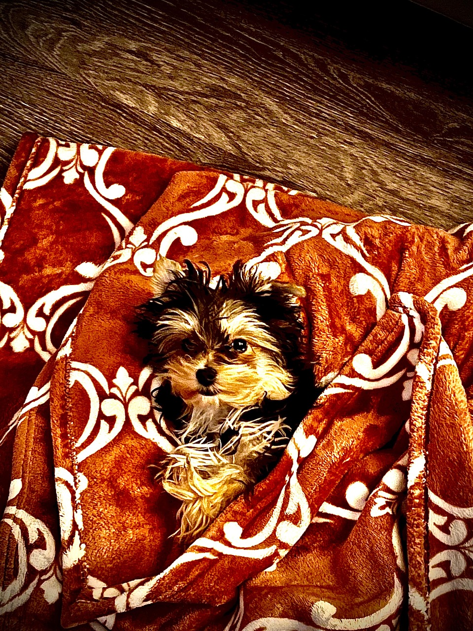 Yorkie Pup Puppy - Free photo on Pixabay - Pixabay